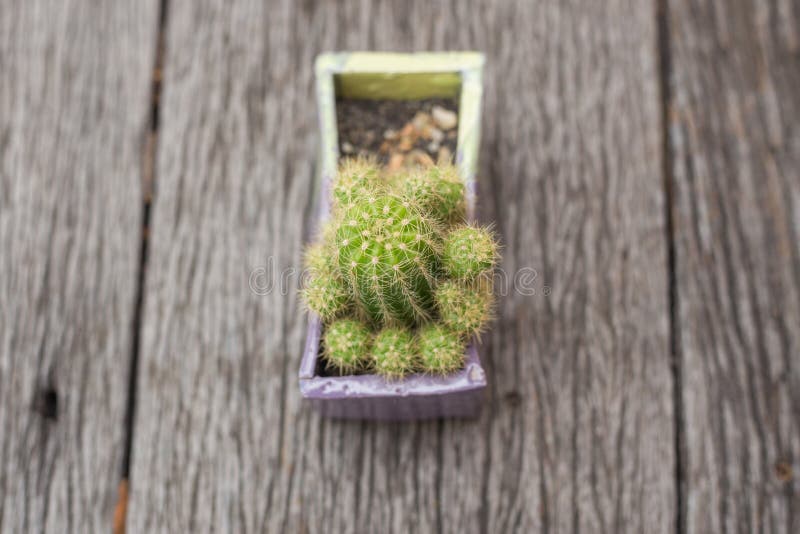 Cactus top view stock image. Image of shape, small, fresh - 100184591