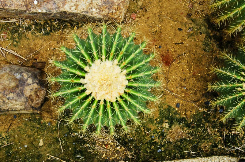 Cactus details stock image. Image of abstract, cactus - 6879505