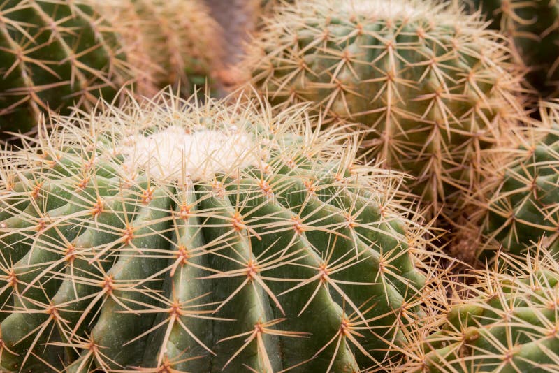 Cactus top view stock photo. Image of botanical, discocactus - 63859098