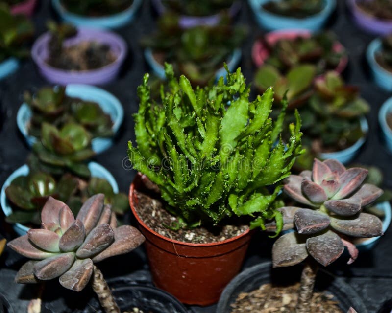 Top View of Mini Cactus Plant at Cactus Farm Stock Image - Image of ...