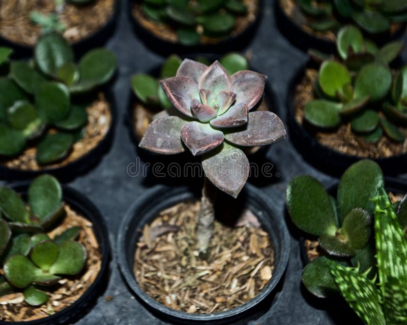 Top View of Mini Cactus Plant at Cactus Farm Stock Photo - Image of ...