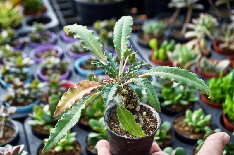 Top View of Mini Cactus Plant at Cactus Farm Stock Image - Image of ...
