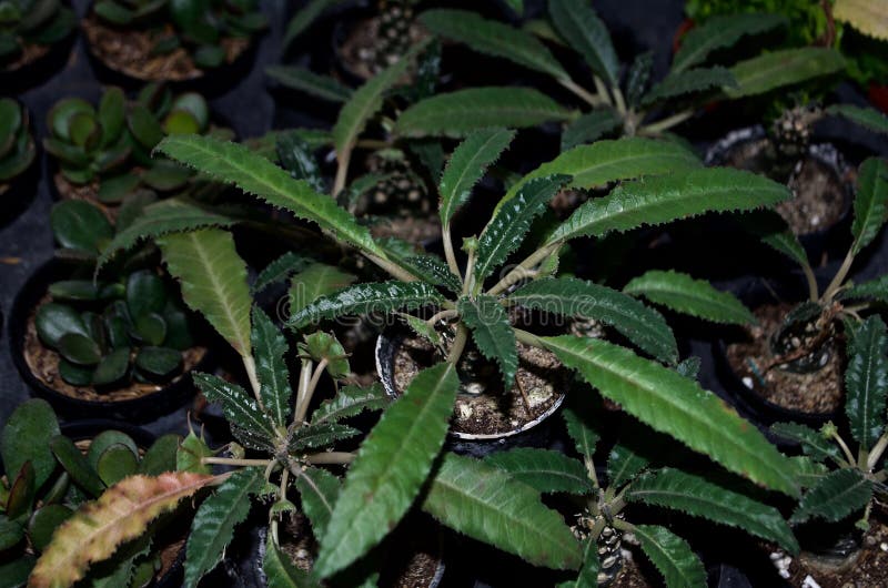 Top View of Mini Cactus Plant at Cactus Farm Stock Image - Image of ...