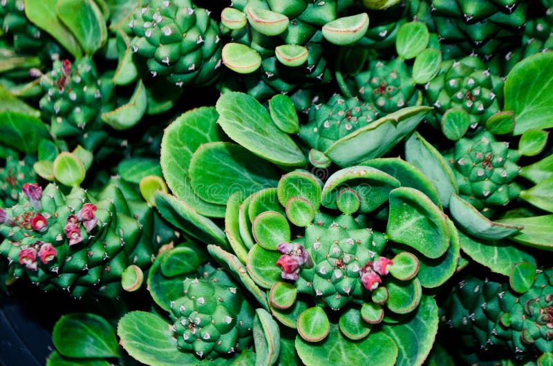 Mini Cactus Plant at Cactus Farm Stock Image - Image of botanical ...