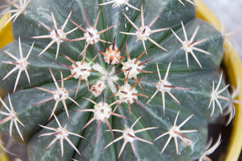 Cactus top view stock photo. Image of tropical, spine - 114377782