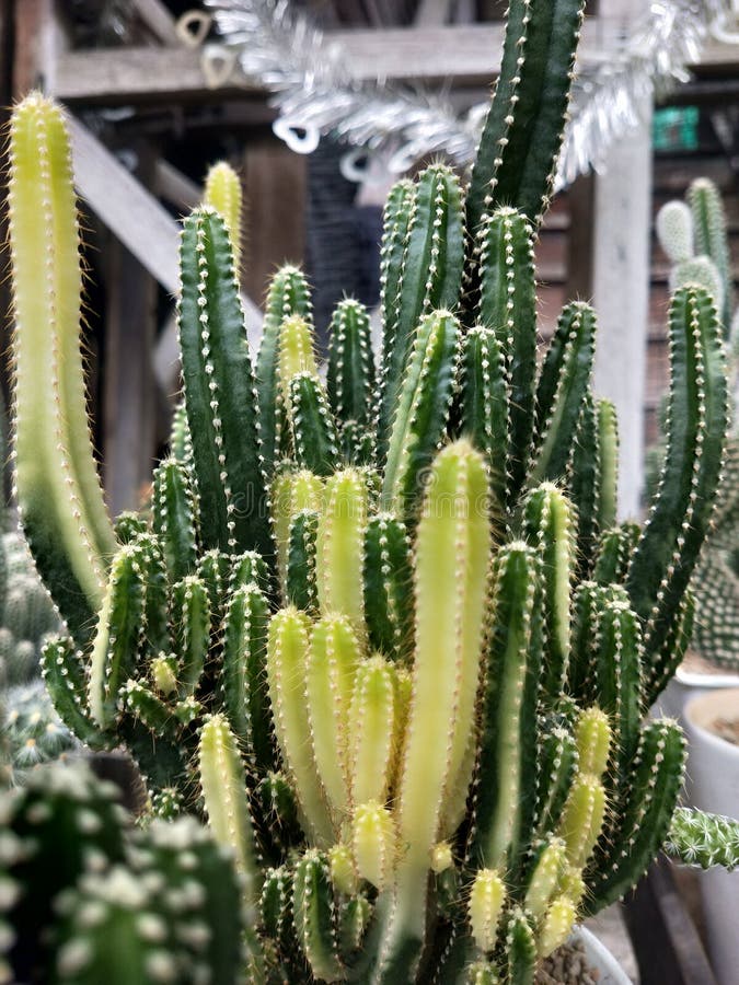 Cactus-tower stock photo. Image of plant, thorns, green - 251433776