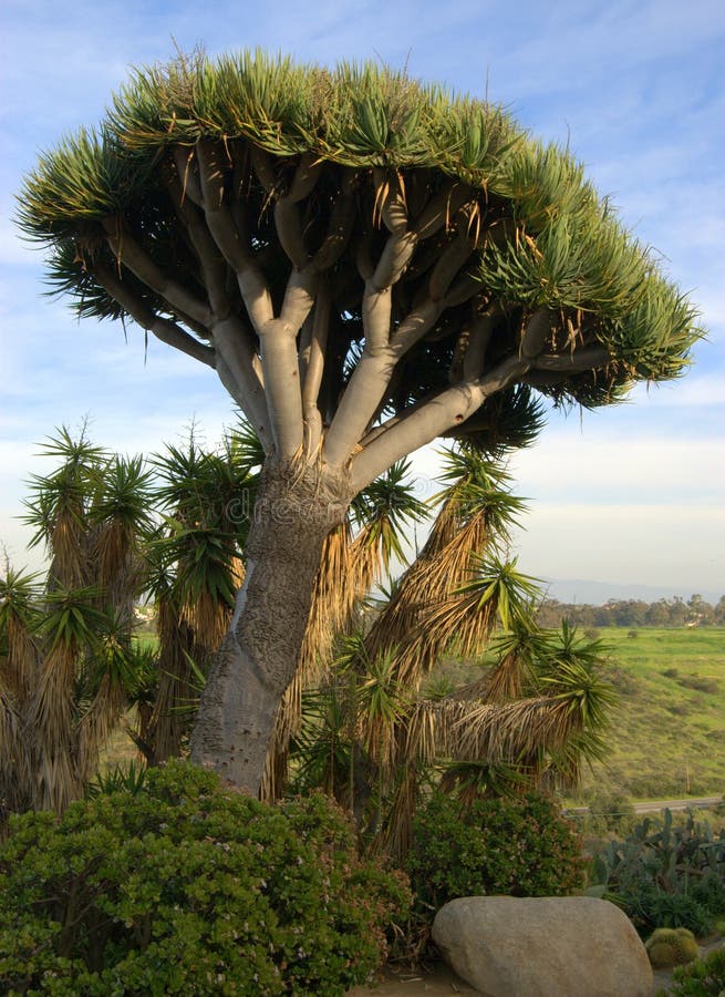Cactus Tree stock image. Image of cactus, desert, growth - 13240311