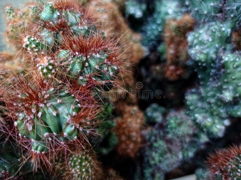 Cactus Tree at the Edge of the School Building Stock Image - Image of ...