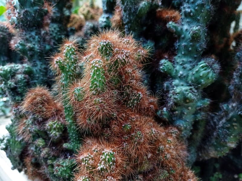 Cactus Tree at the Edge of the School Building Stock Photo - Image of ...