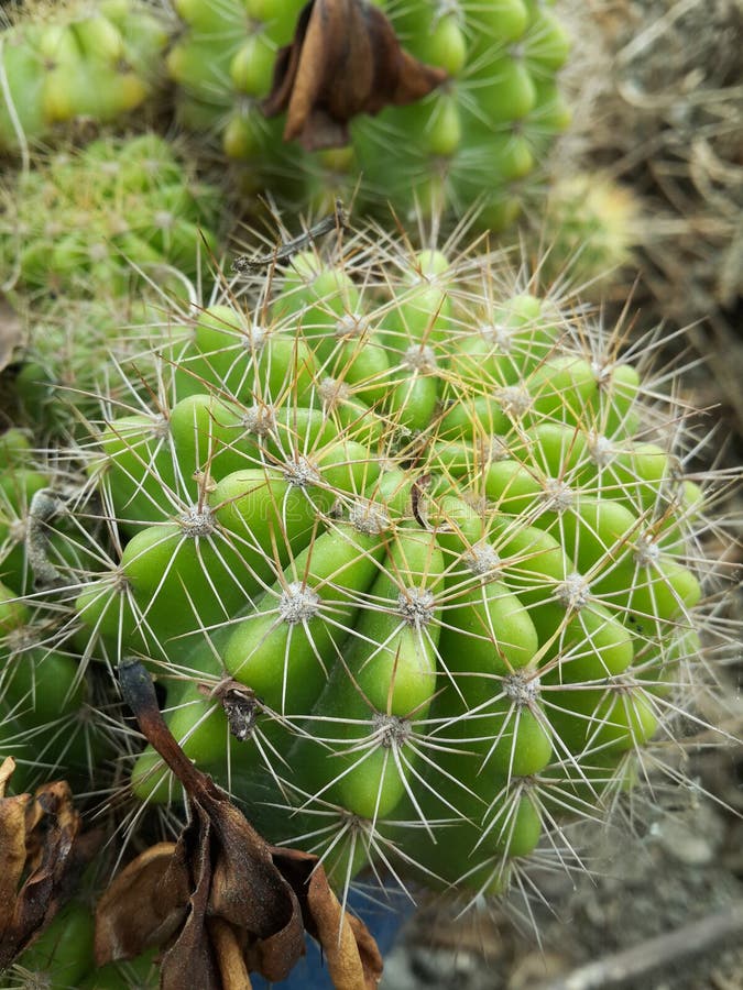 Cactus tree stock photo. Image of thorns, natural, nature - 69512222