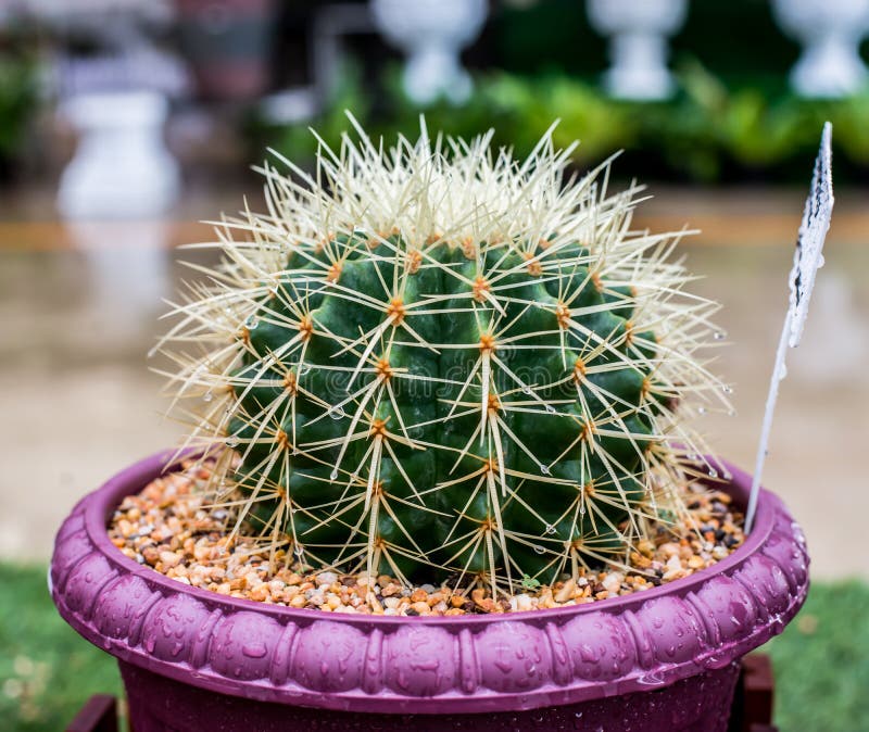 Cactus tree in the garden stock image. Image of arbour - 111145407