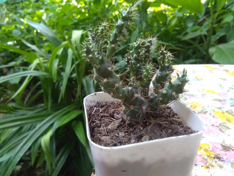 Cactus tree stock photo. Image of nature, cactus, green - 148992008