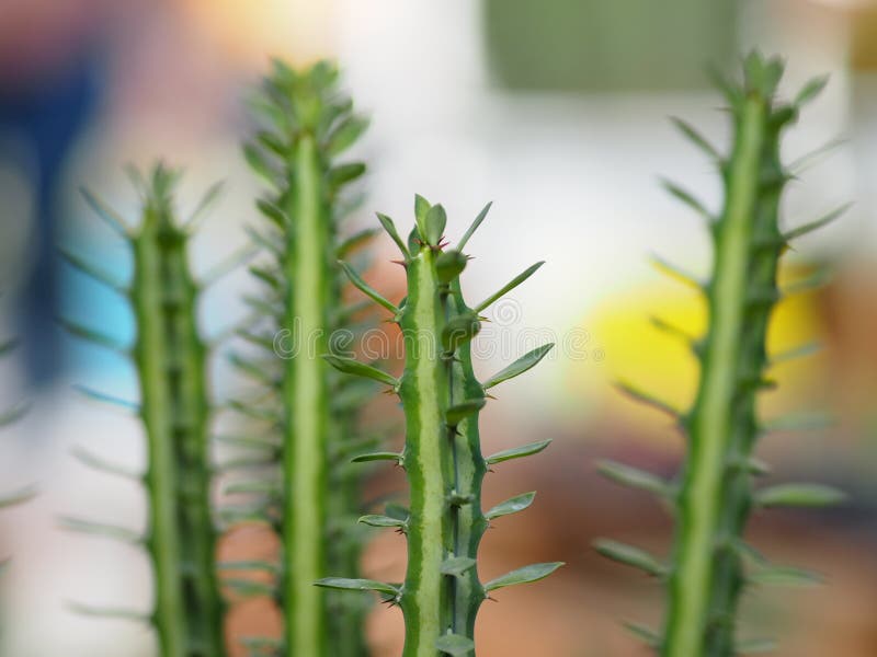 Cactus Tree Green Trunk Has Sharp Spikes Around Blooming Stock Image ...