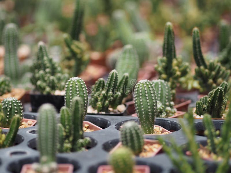 Cactus Tree Green Trunk Has Sharp Spikes Around Blooming in Plastic ...