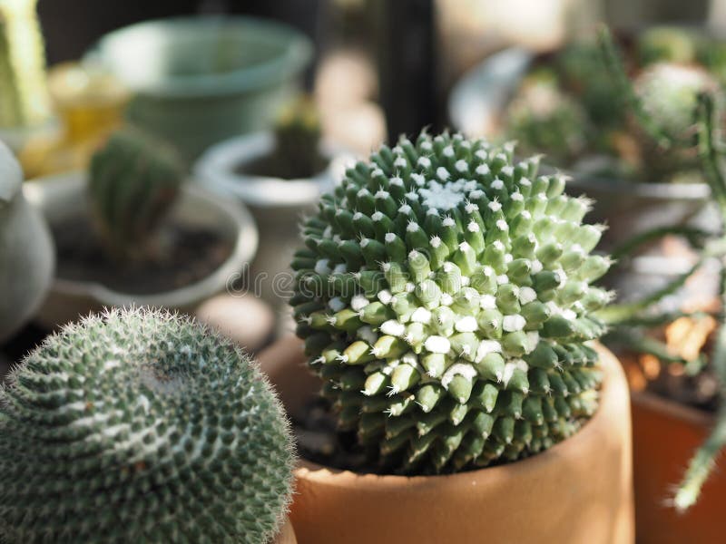 Cactus Tree Green Trunk Has Sharp Spikes Around Blooming in Terracotta ...
