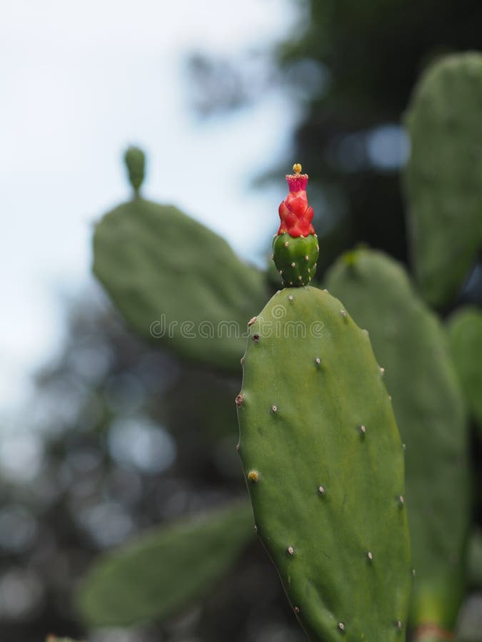 Cactus Tree Green Trunk Has Sharp Spikes Around with Flower Blooming ...