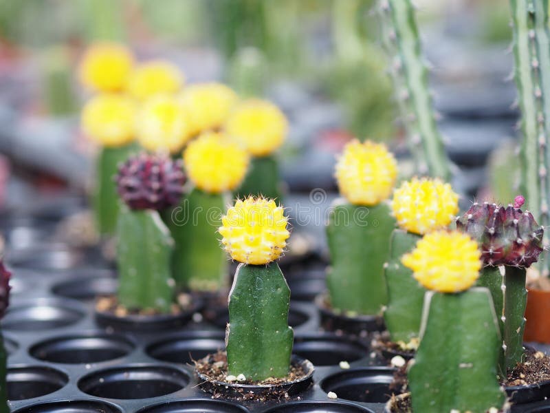 Cactus Tree Green Trunk Has Sharp Spikes Around in Garden Stock Image ...