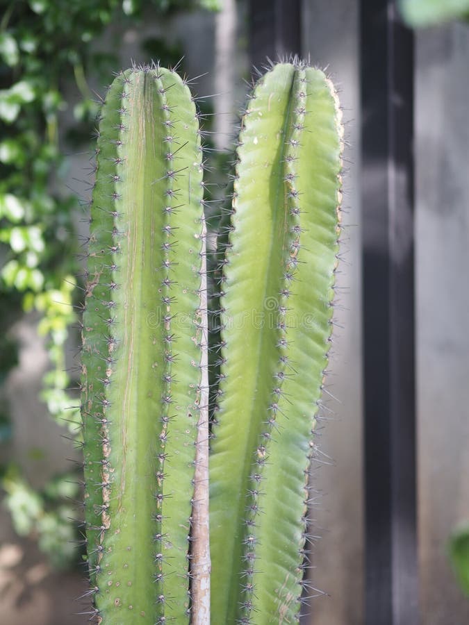 Cactus Tree Green Trunk Has Sharp Spikes Around in Garden Stock Photo ...