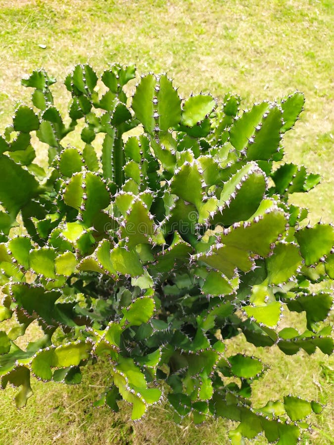 Cactus Tree that Grows in the Tropics Stock Photo - Image of fruit ...