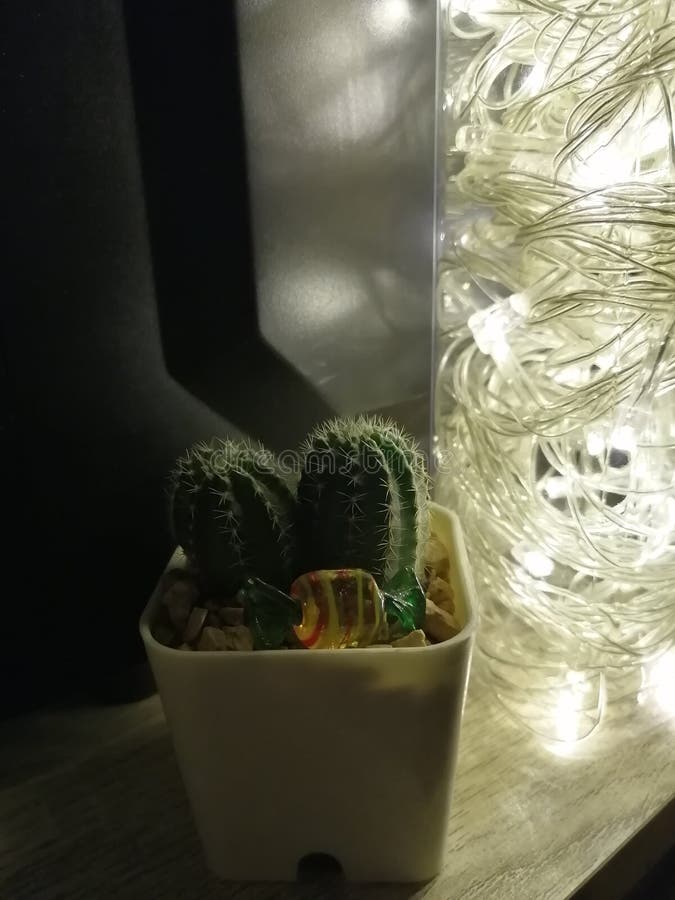 Cactus stock image. Image of cactus, tree, light, green - 163447567