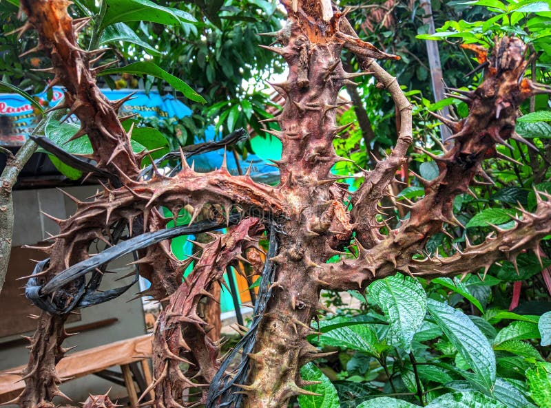 The Cactus Tree Looks Dry and Will Die because it is Not Cared for by ...