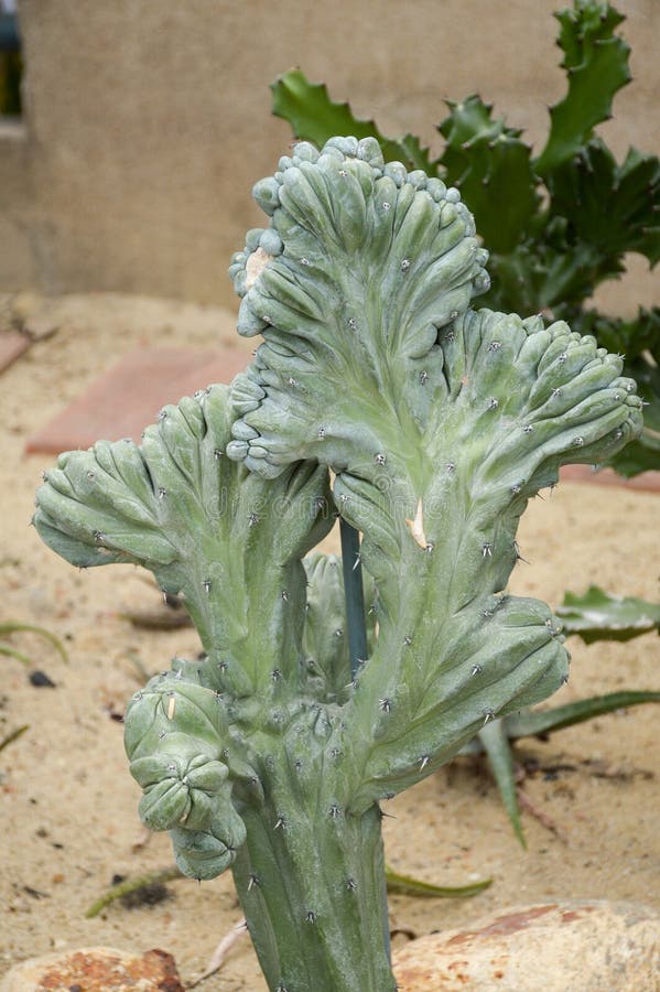 Cactus tree stock image. Image of succulent, cacti, tree - 95540493