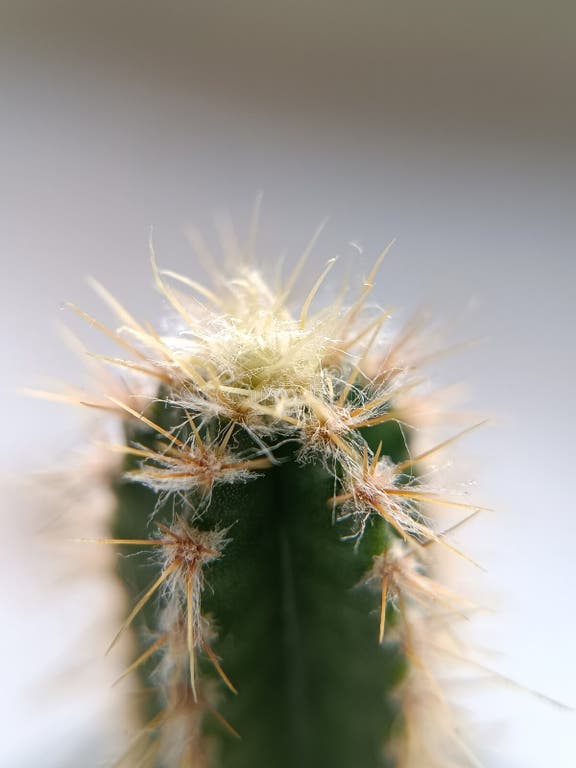 Cactus tree needle spikes stock photo. Image of green - 310741176