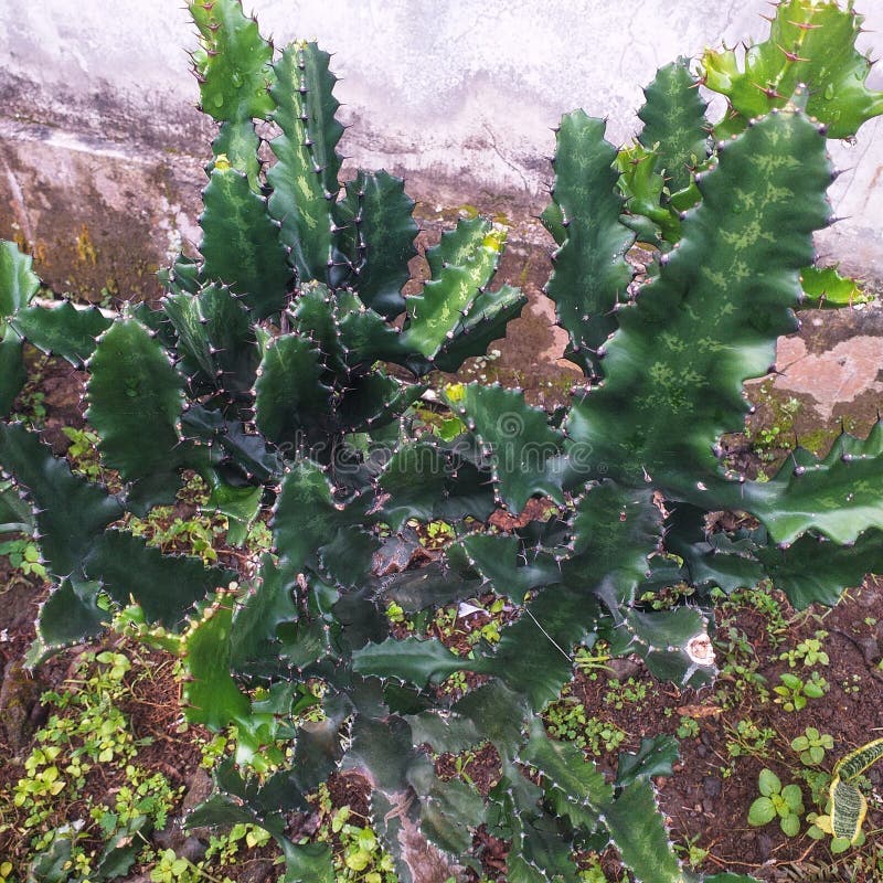 Cactus Tree Plants Green Cactus Stock Image - Image of tree, green ...