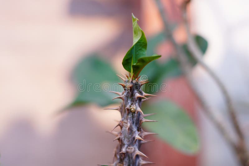 Cactus tree stock image. Image of cactus, pohon, bonsai - 264187637