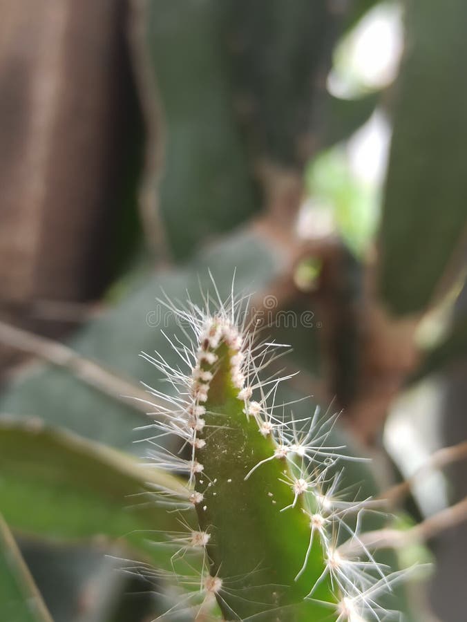 Cactus tree shoots stock image. Image of insect, green - 181380795