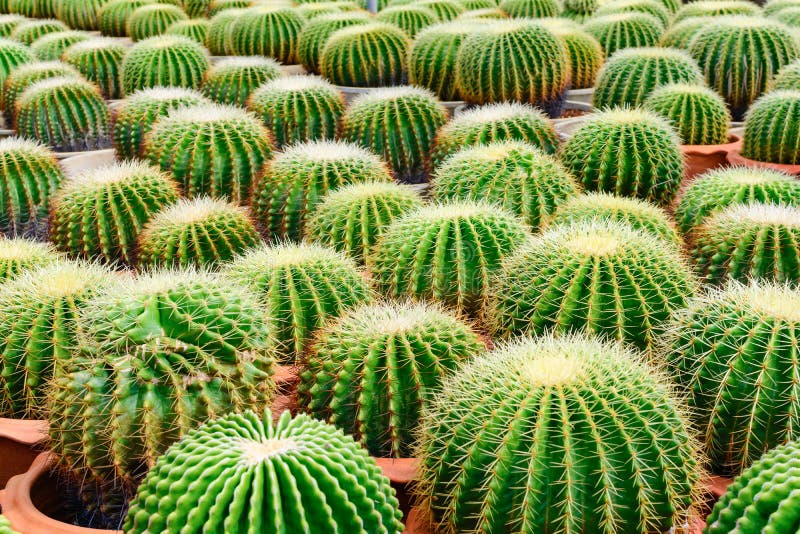 Cactus Tree Shop with Breeding in the House Stock Image - Image of ...