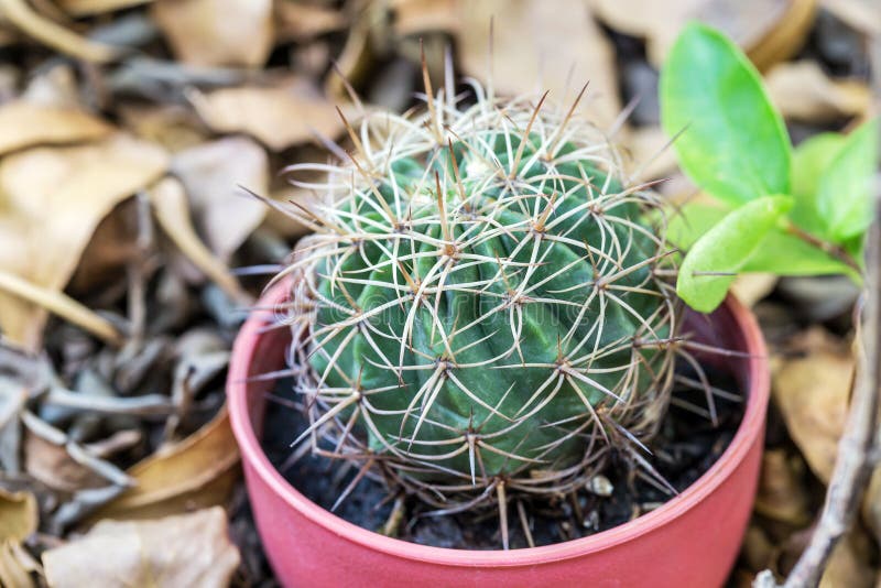 Cactus tree stock photo. Image of flower, growth, beauty - 61287554