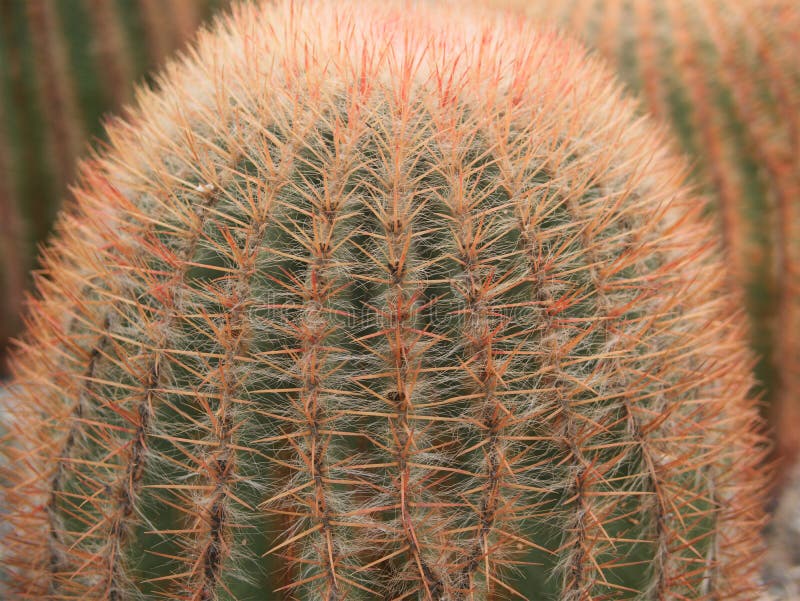 The Cactus Tree Surface Texture Stock Image - Image of plant, surface ...
