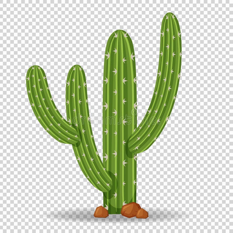 Cactus Tree on Transparent Background Stock Illustration - Illustration ...