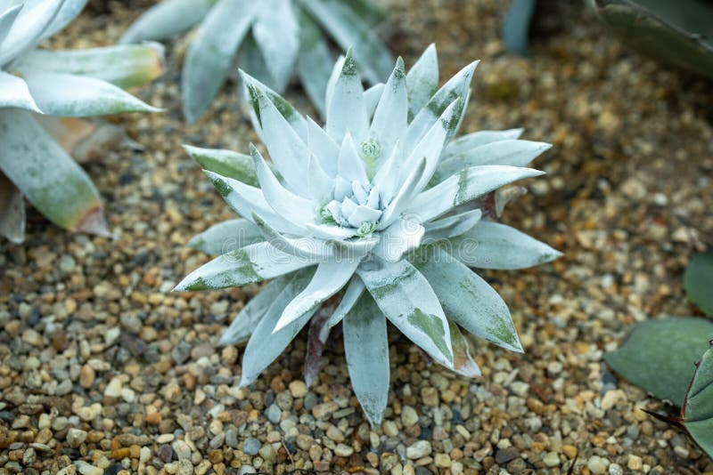 Cactus in a tree trunk stock photo. Image of cactus - 194675126