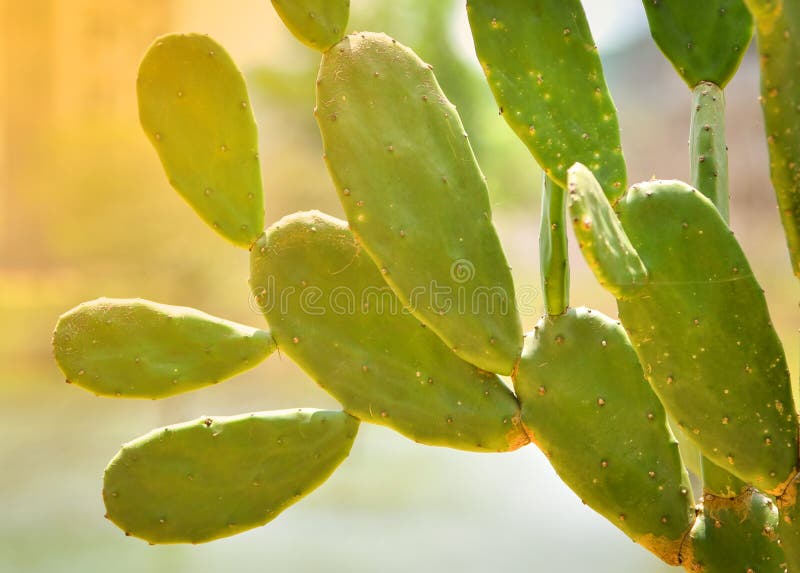 Cactus tree stock image. Image of flower, plants, closeup - 96122981