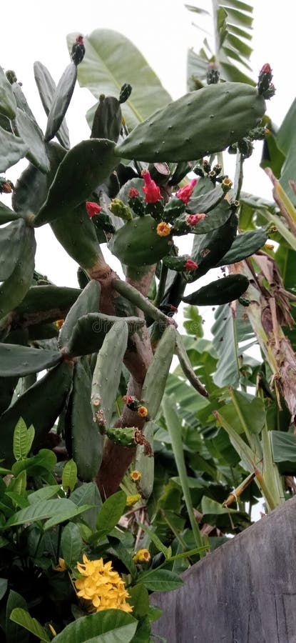 The Cactus Tree Will Flower in the Garden Stock Image - Image of cactus ...