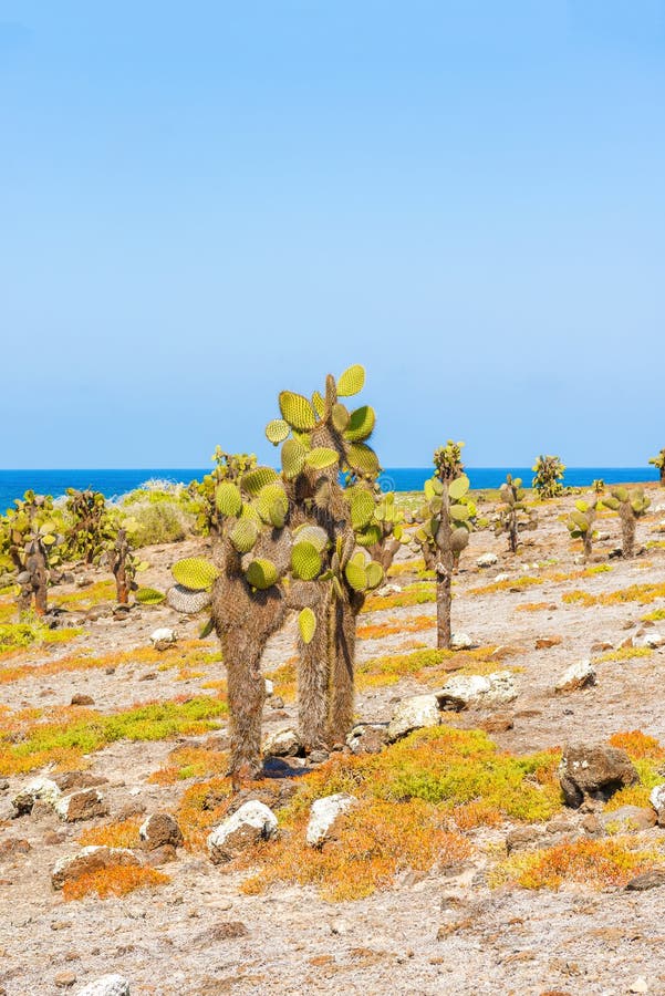 Cactus Trees in Galapagos Islands Stock Photo - Image of plant, island ...