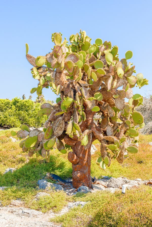 Cactus Trees in Galapagos Islands Stock Photo - Image of prickly, santa ...