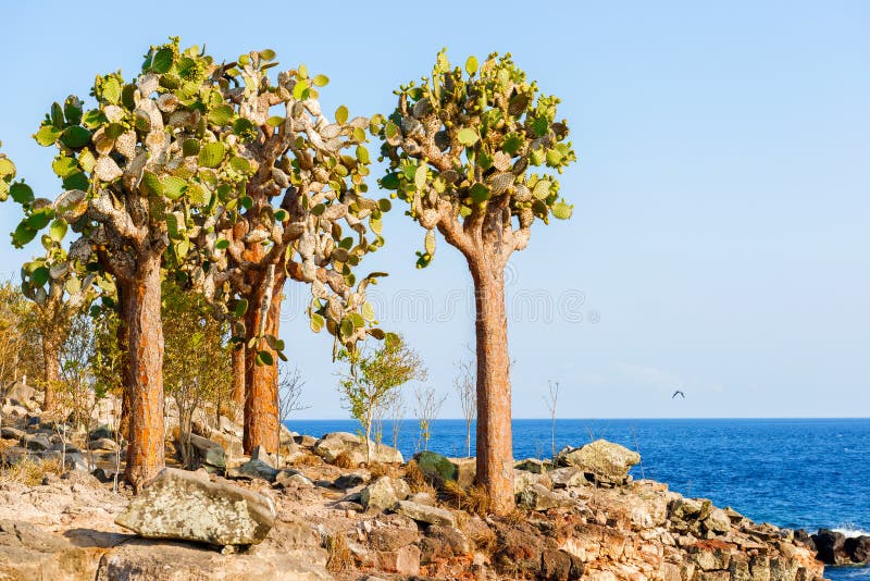 Cactus Trees in Galapagos Islands Stock Image - Image of travel ...