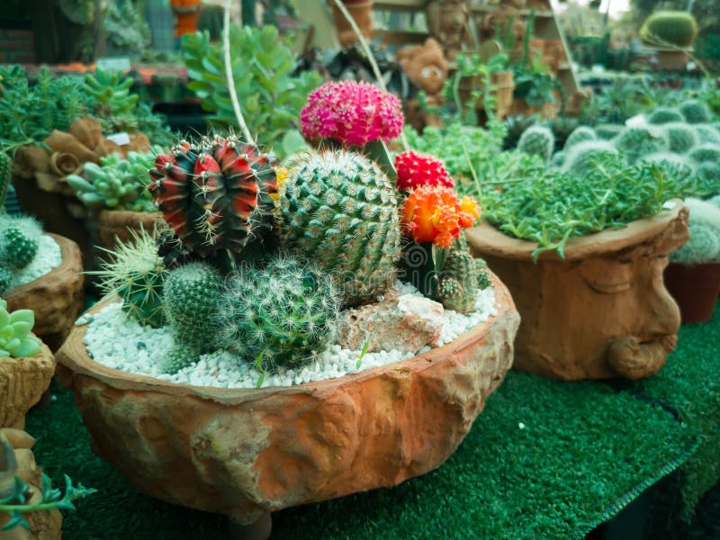 Cactus Trees in Pots in a Tree Shop Stock Image - Image of background ...