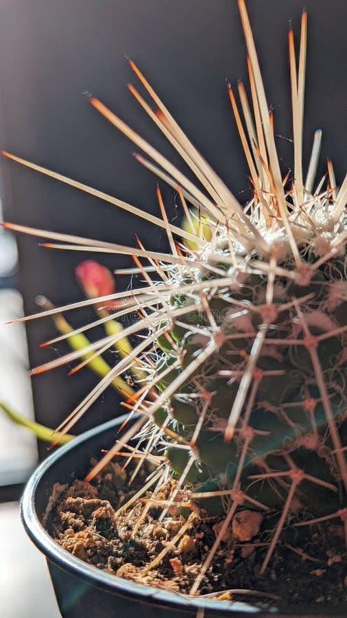 Cactus trough a glow ðŸŒµ stock photo. Image of glow - 240209514