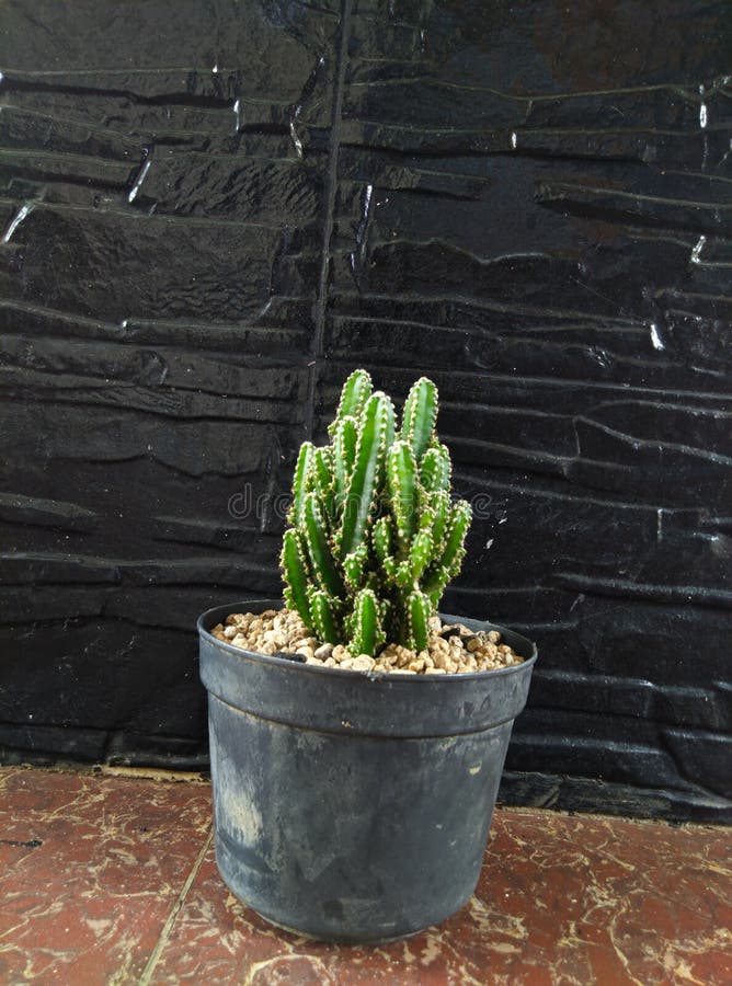 A Cactus stock photo. Image of green, unique, mini, homedecor - 202519050