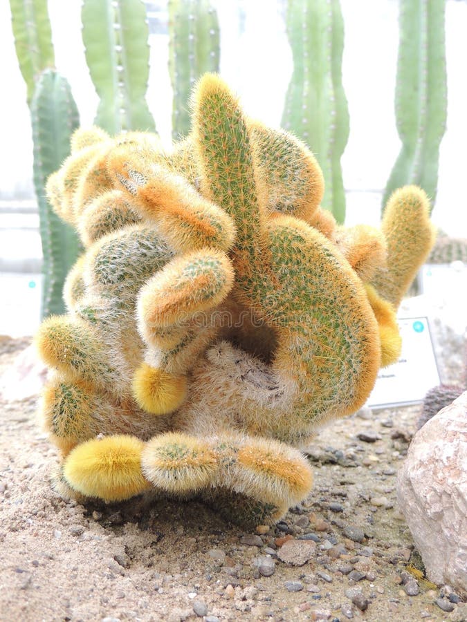 Cactus stock image. Image of cactus, botany, nature, plant - 79424017