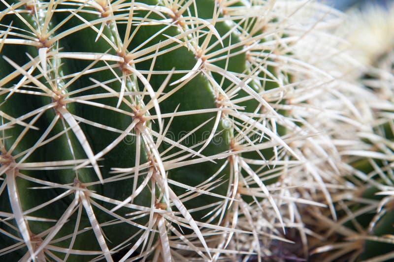 Cactus upclose stock image. Image of hurt, touch, thorn - 42244479