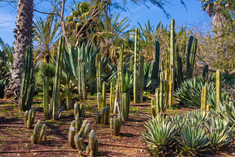Cactus Valley. Cactus park stock photo. Image of closeup - 266972274