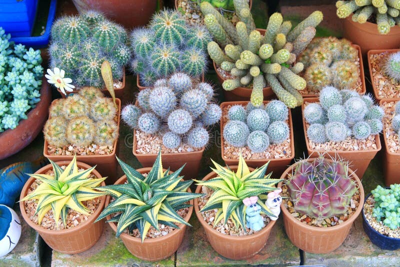 Garden Center: Subtropical Modern Plant Display Stock Photo - Image of ...