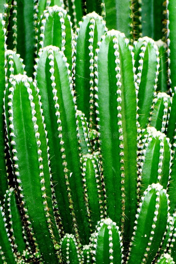 Cactus verde. imagen de archivo. Imagen de detalle, ornamental - 31535853