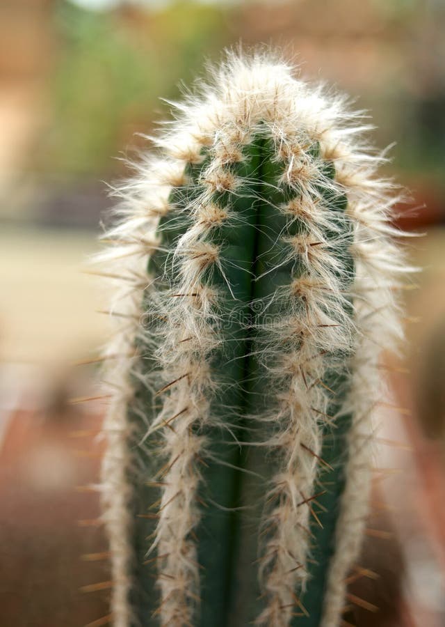 Cactus Redondo Grande Con Las Espinas Rojas Foto de archivo - Imagen de ...