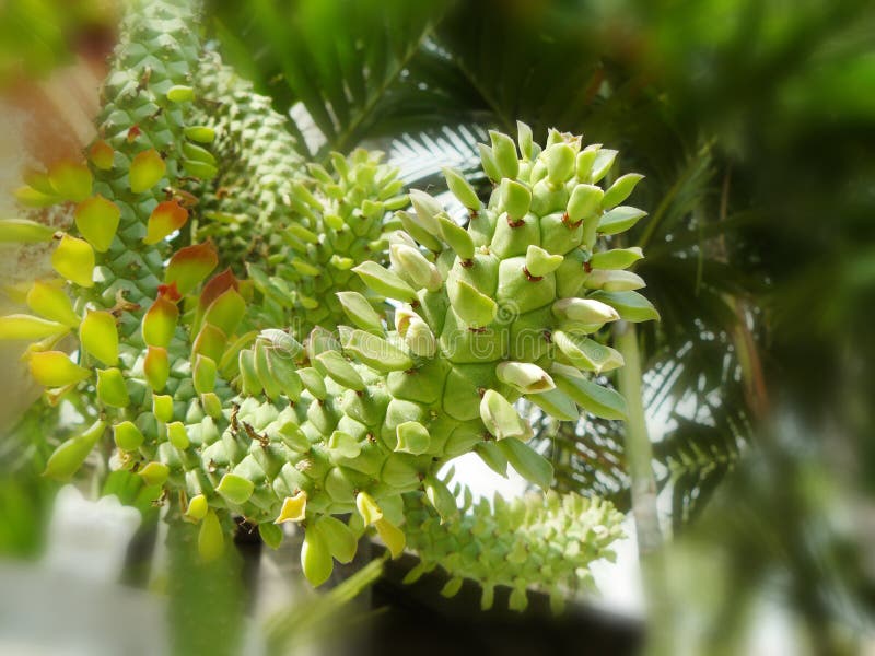 Cactus Verde De La Cola De Rata Foto de archivo - Imagen de follaje ...